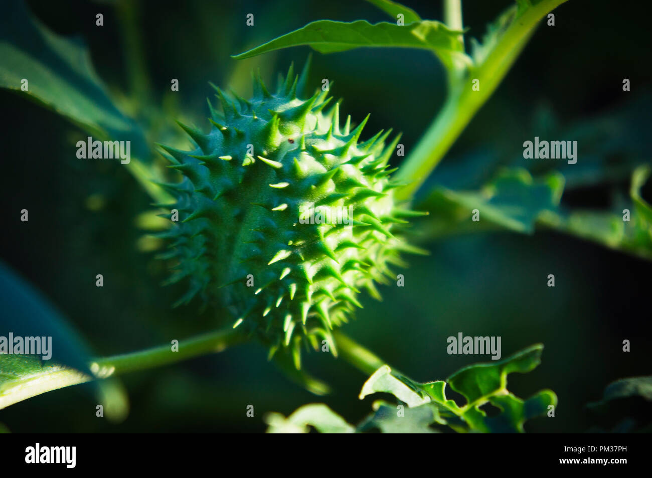 Datura stramonium, jimsonweed or devil's snare, a fatally toxic plant ...