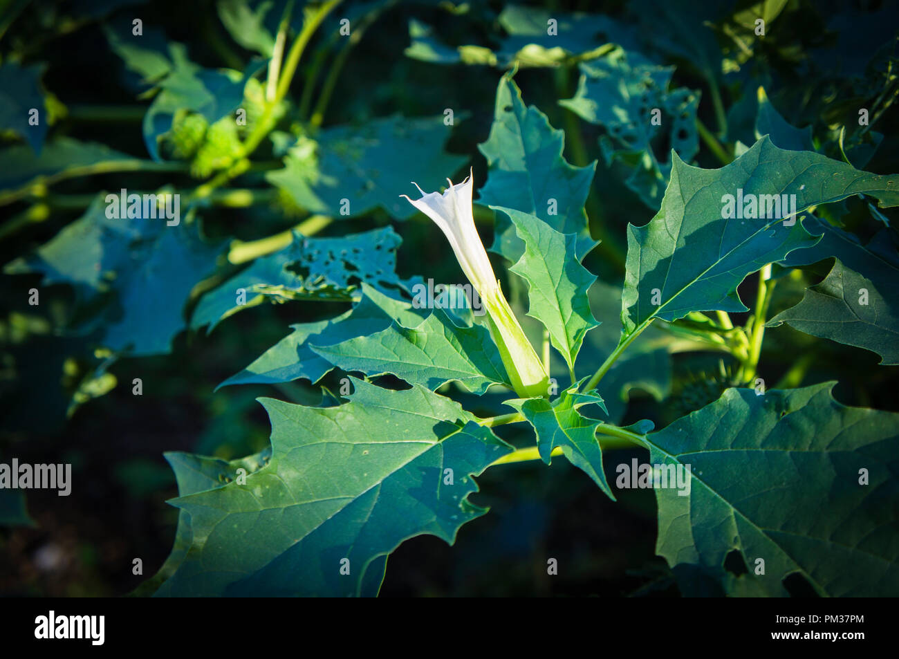 Solanaceae Family High Resolution Stock Photography and Images - Alamy