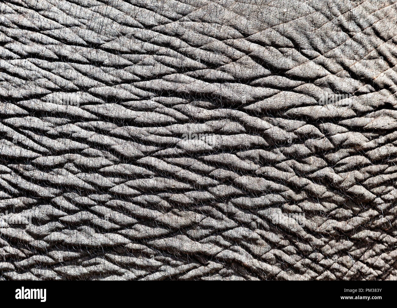 Elephant skin texture hi-res stock photography and images - Alamy