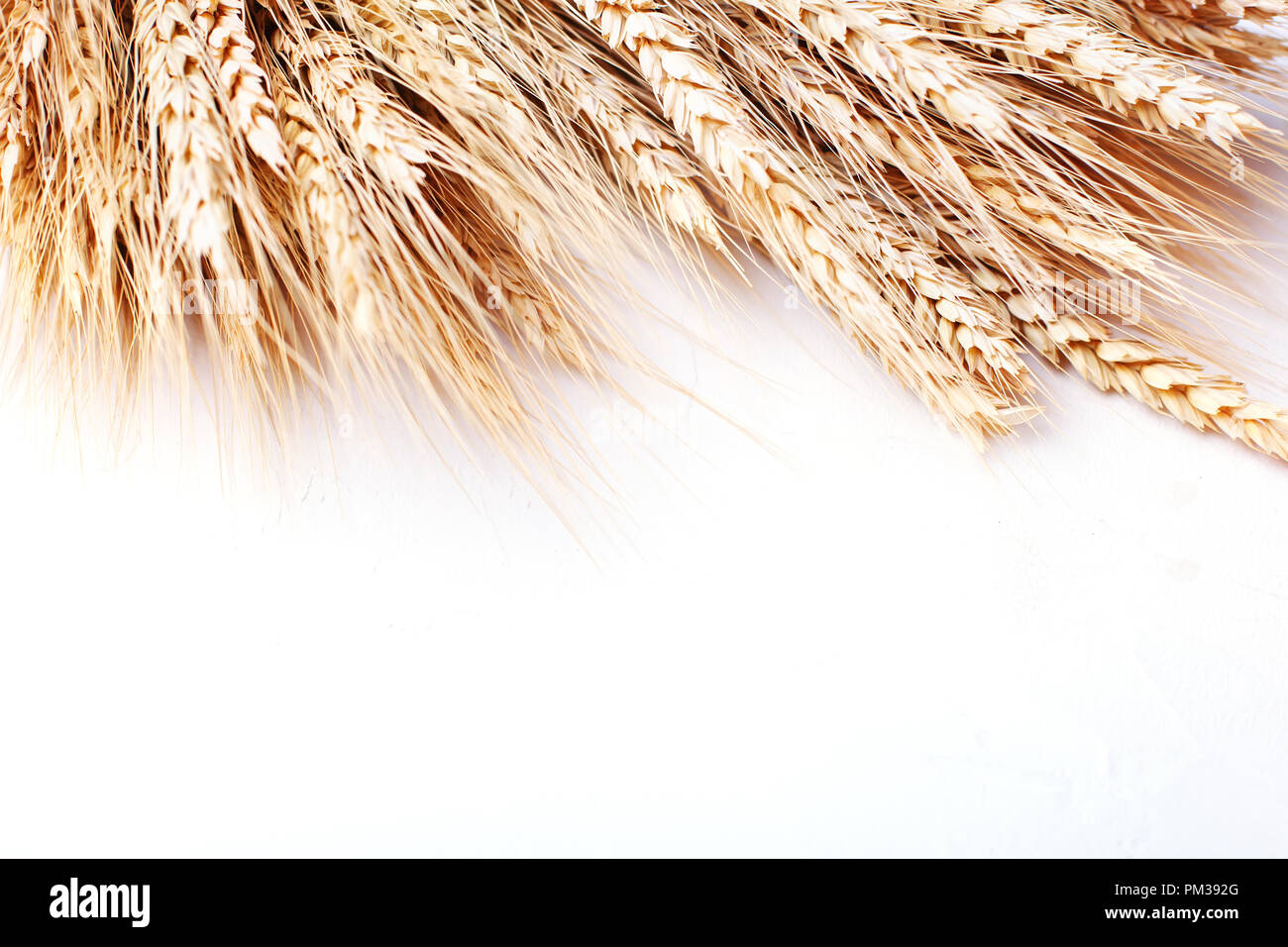 Wheat on white background. Isolated. Happy Thanksgiving Day. Harvest ...