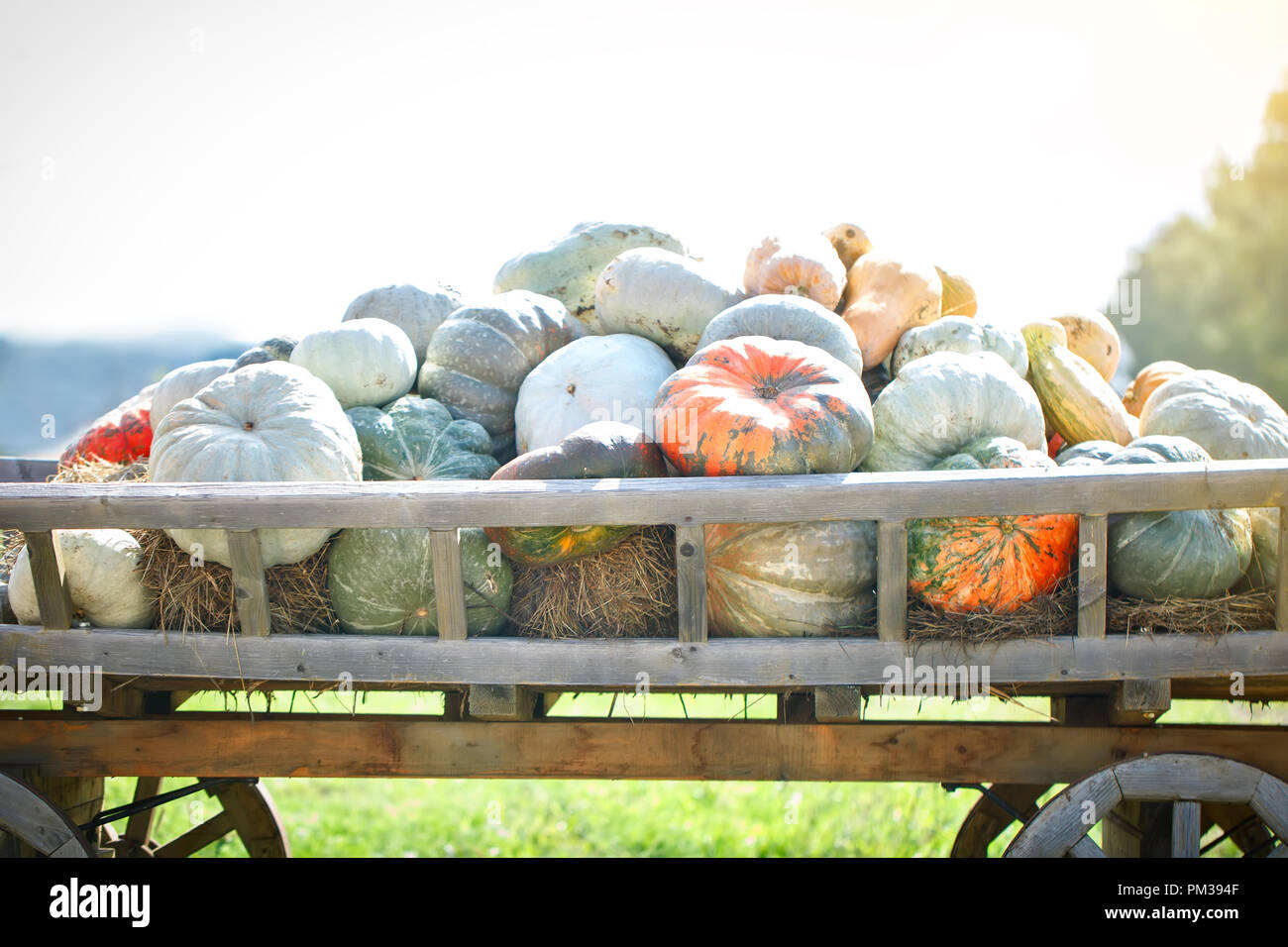 Big pile of pumpkins on hay in a wooden cart the season of harvest ...