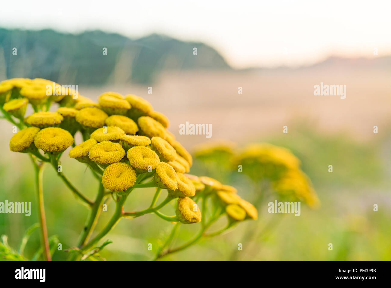Tanacetum flowers on meadow Stock Photo - Alamy