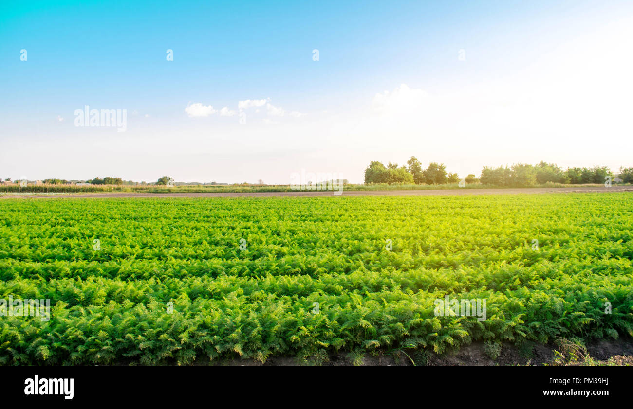 plantations of carrots grow in the field. organic vegetables. landscape ...