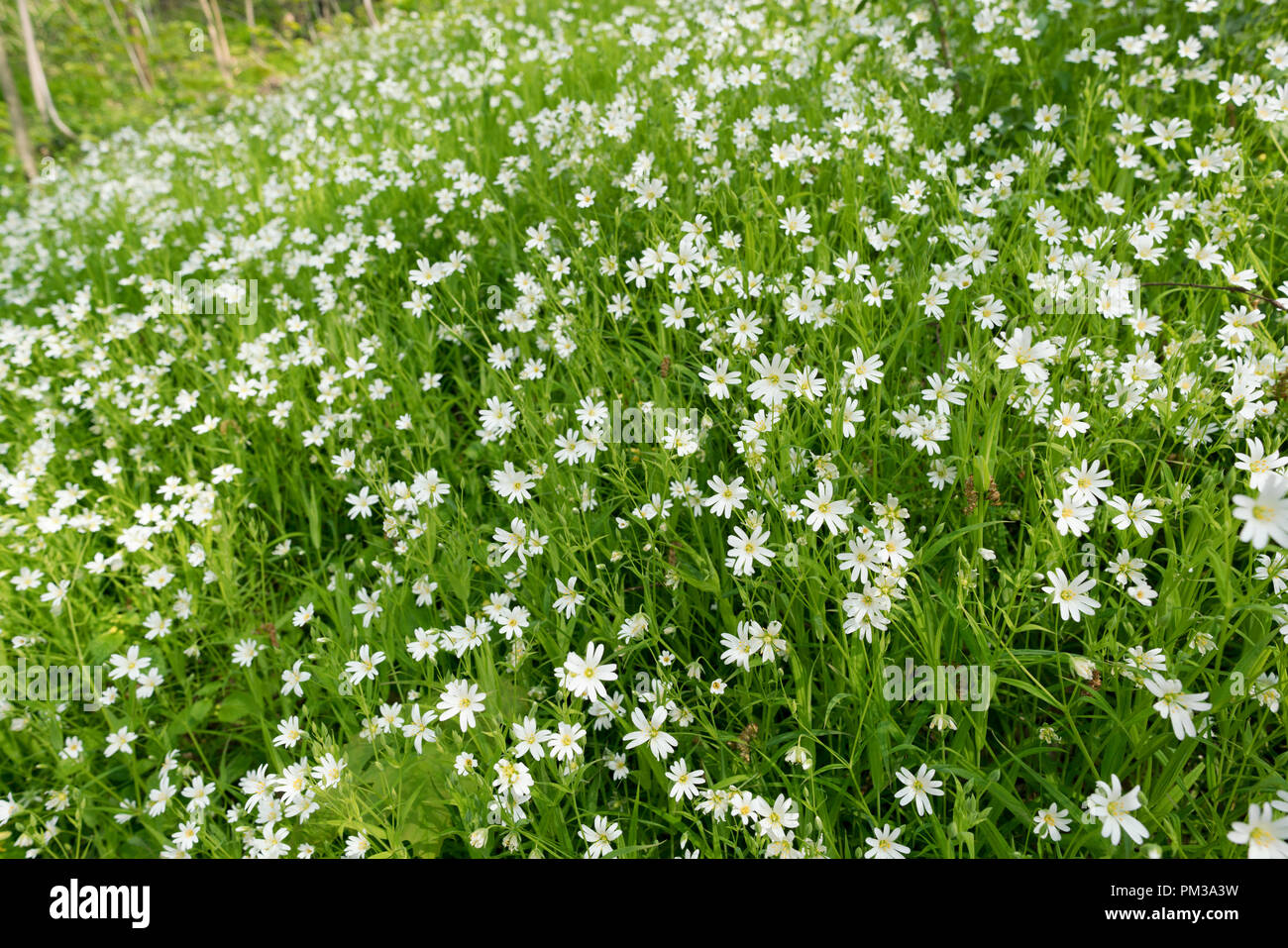 Flowering lawn Stellaria media Stock Photo - Alamy