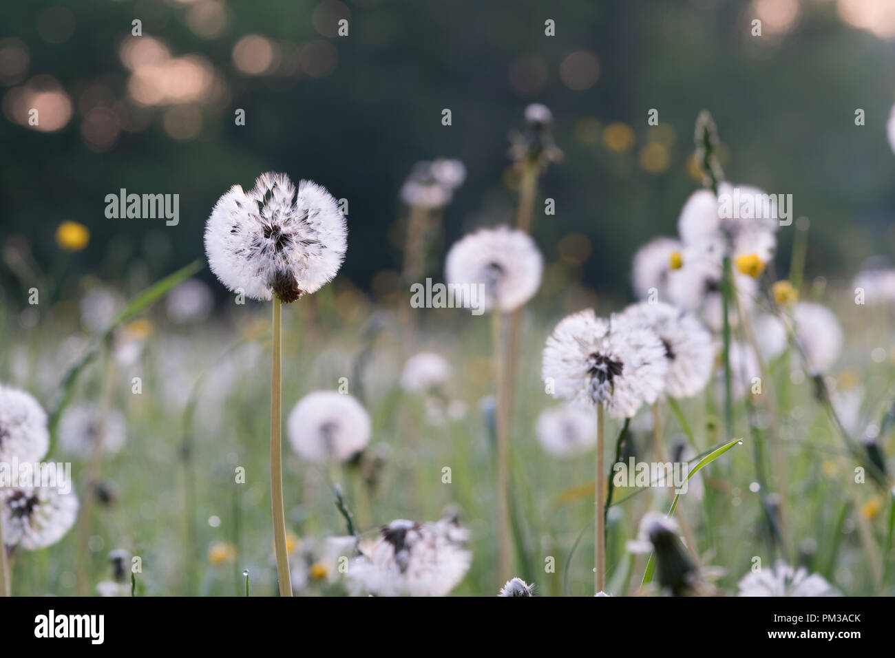 White dandelion blowing away flower closeup. Soft focus with bokeh ...