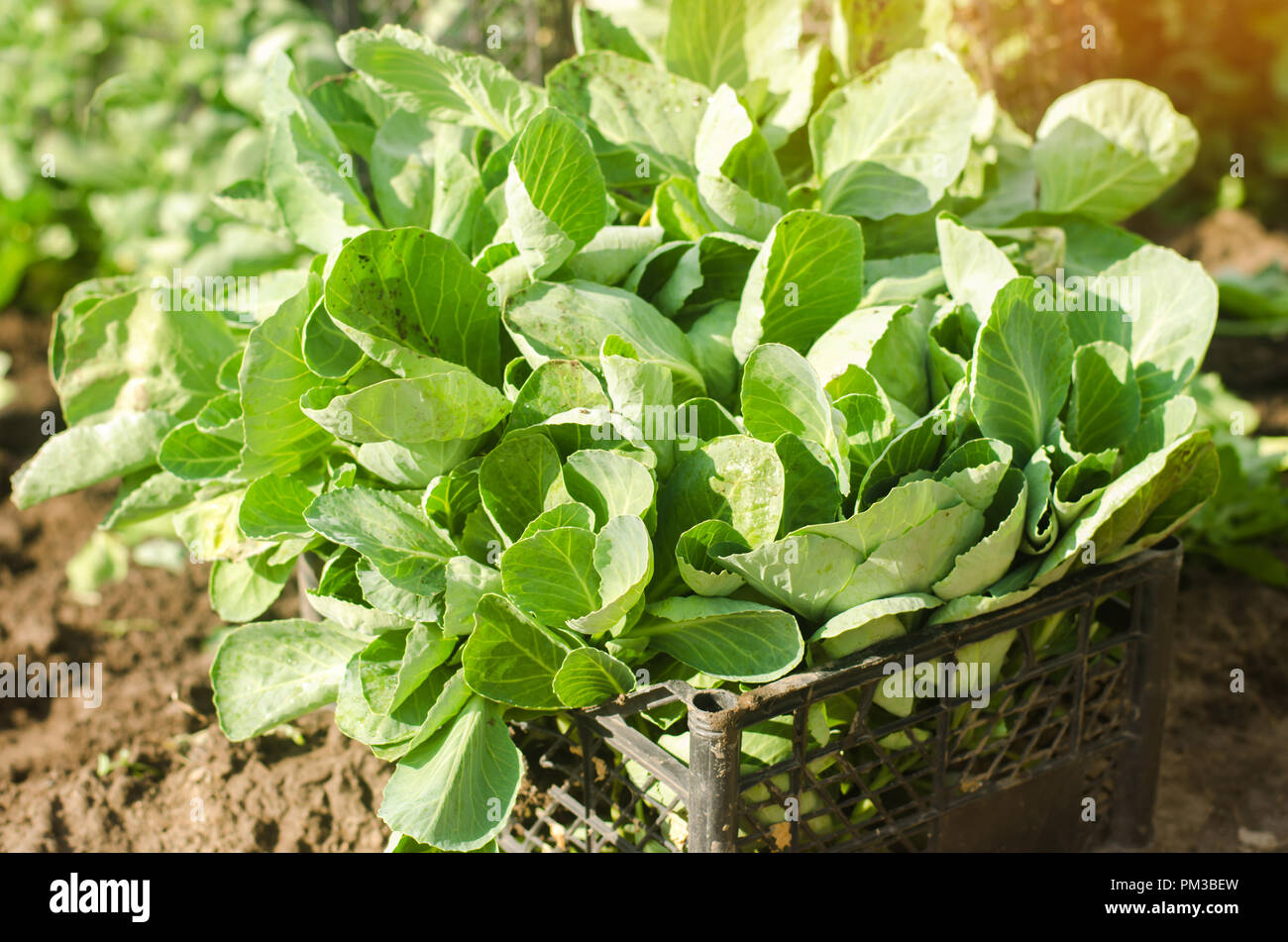 cabbage seedlings ready for planting in the field. farming, agriculture ...