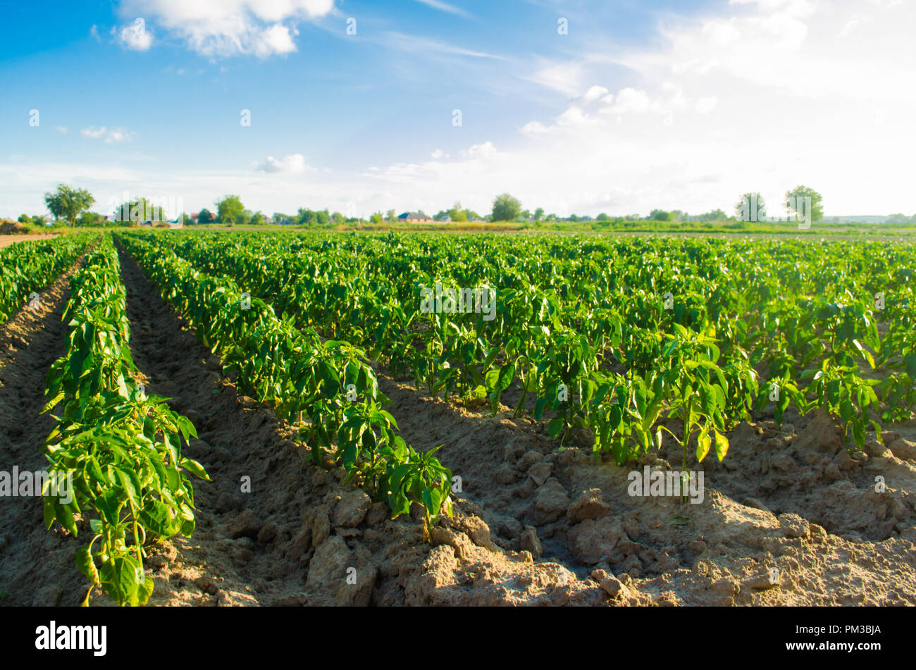 vegetable rows of pepper grow in the field. farming, agriculture ...