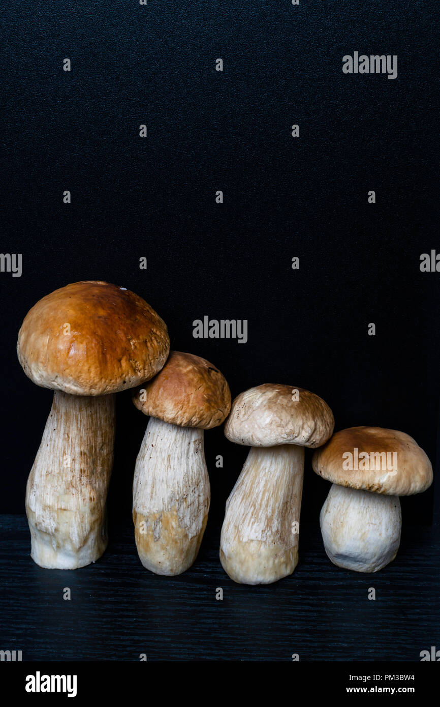 Autumn Cep Mushrooms. Ceps Boletus edulis over Wooden Dark Background ...