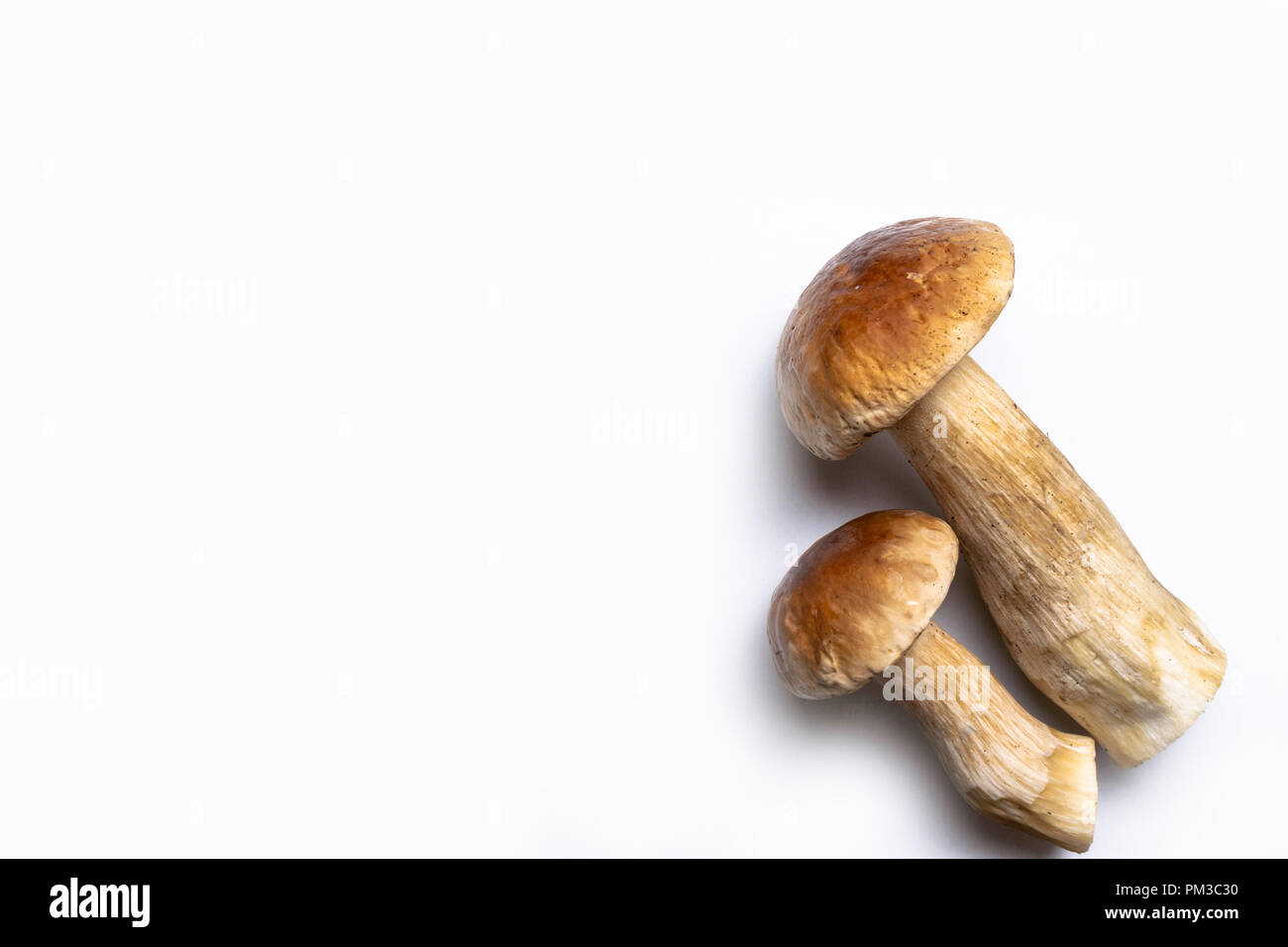 Autumn Cep Mushrooms. Ceps Boletus edulis, isolated on white Cooking ...