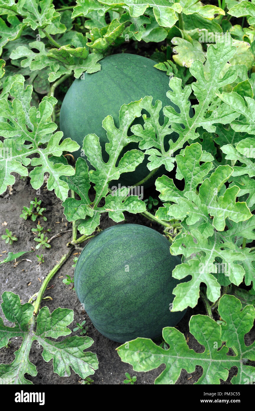 plantation of ripening watermelon in the vegetable garden,vertical ...
