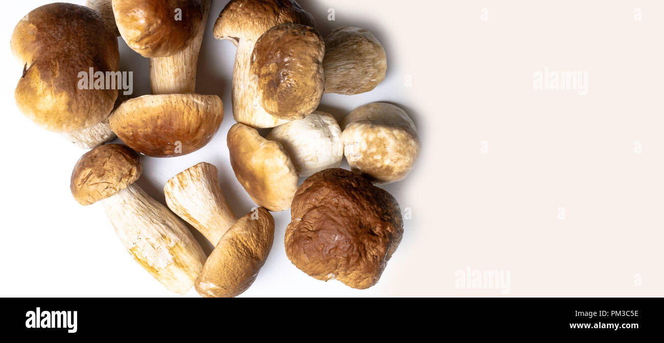 Autumn Cep Mushrooms. Ceps Boletus edulis, isolated on white Cooking ...