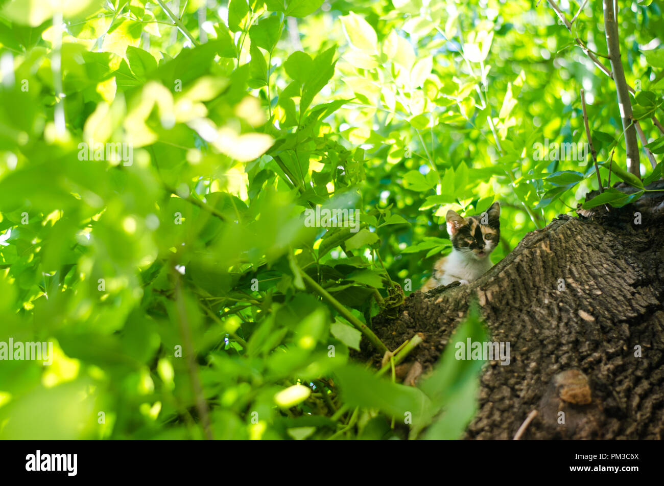 little cat on green tree . Beautiful cat playing in tree Stock Photo ...