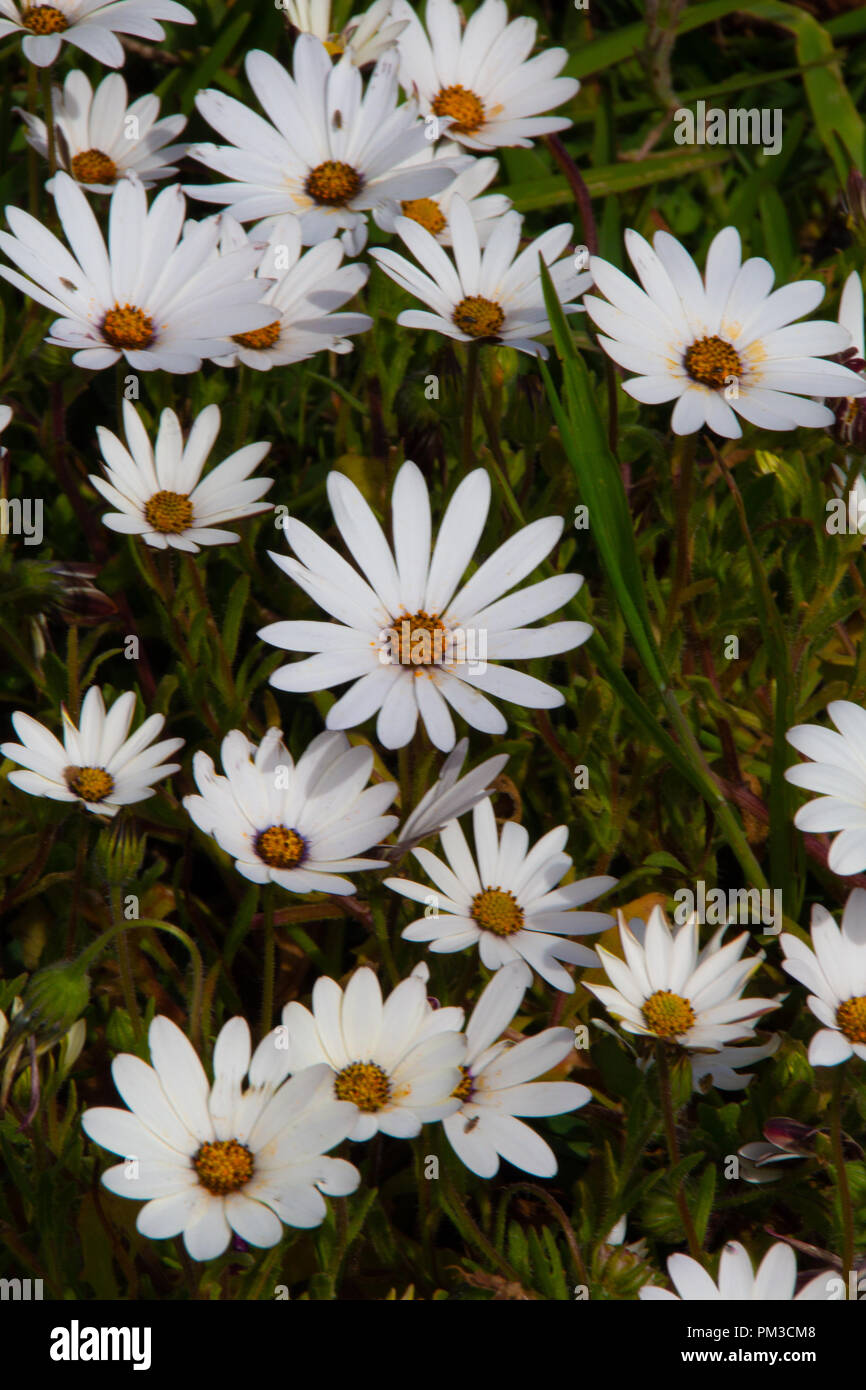 Spring Daisy splendour Stock Photo - Alamy