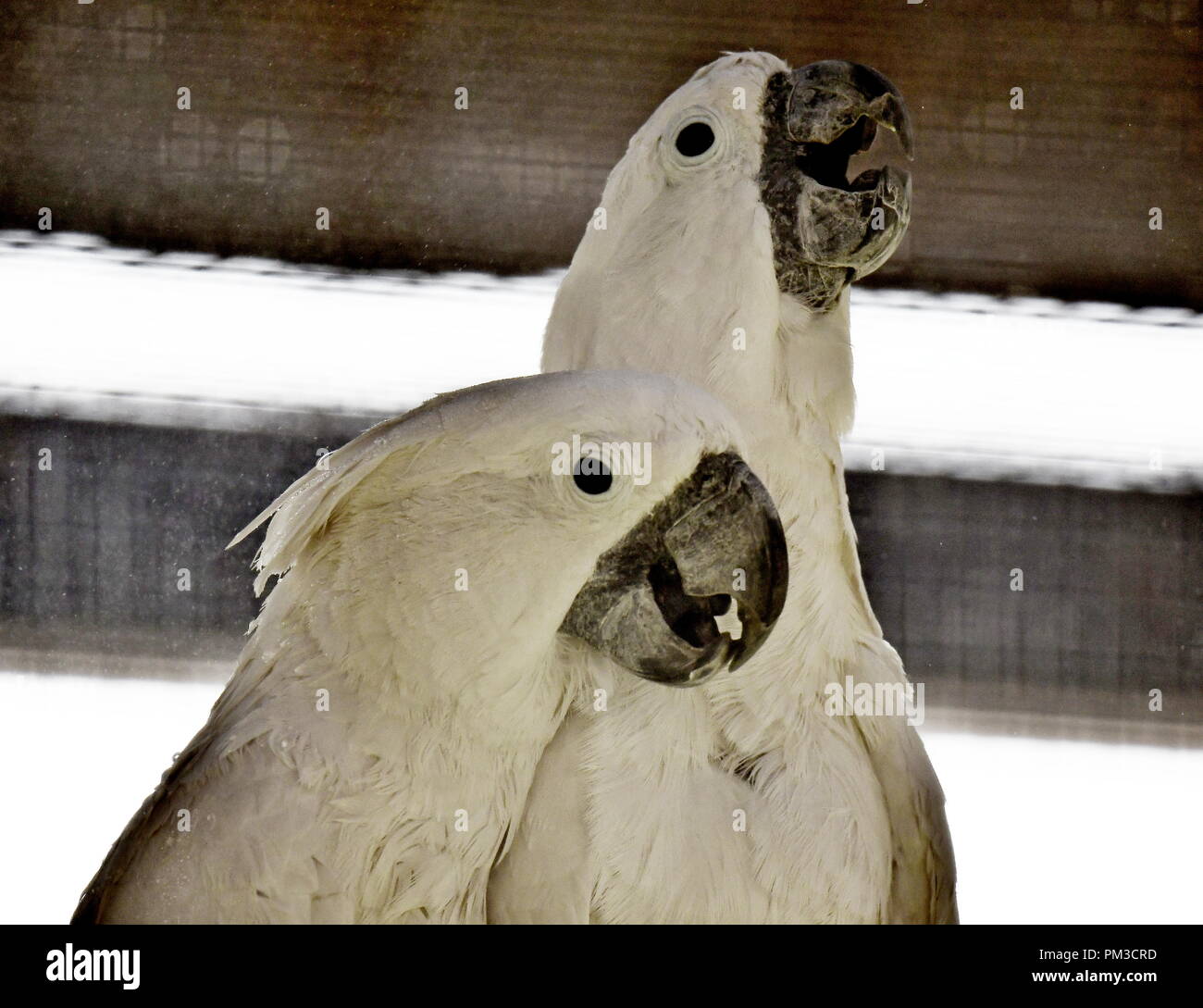 African parrots hi-res stock photography and images - Alamy