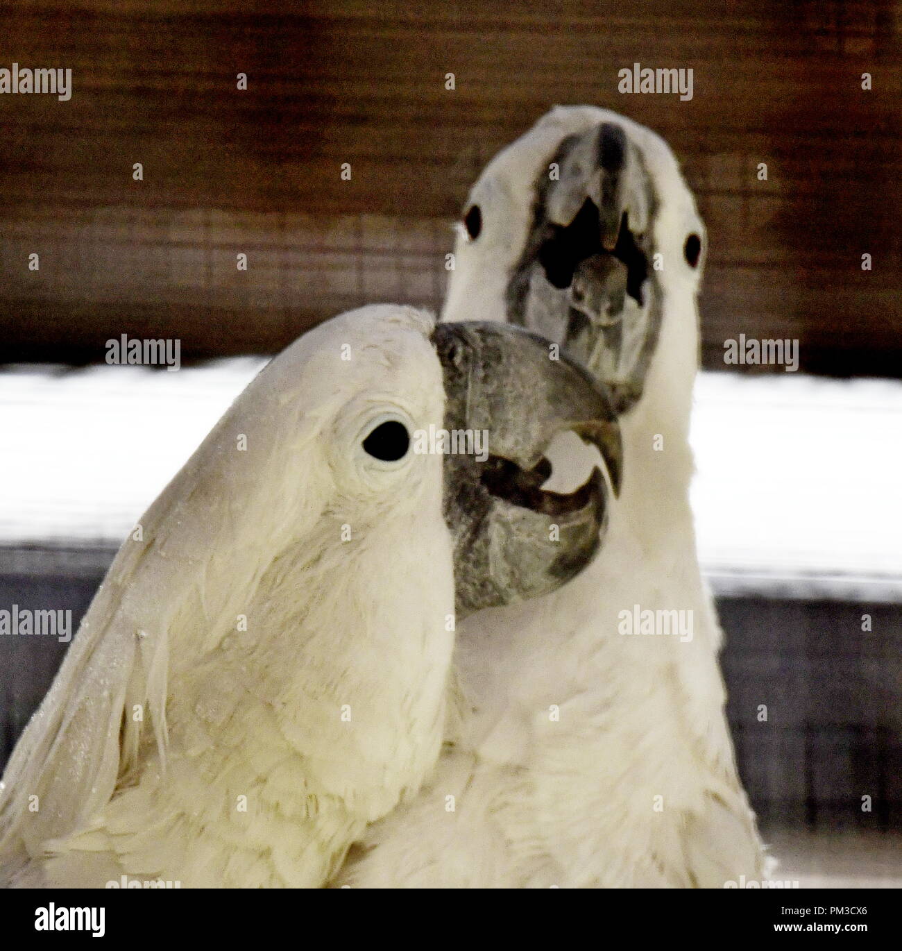Cockatoo mating hi-res stock photography and images - Alamy
