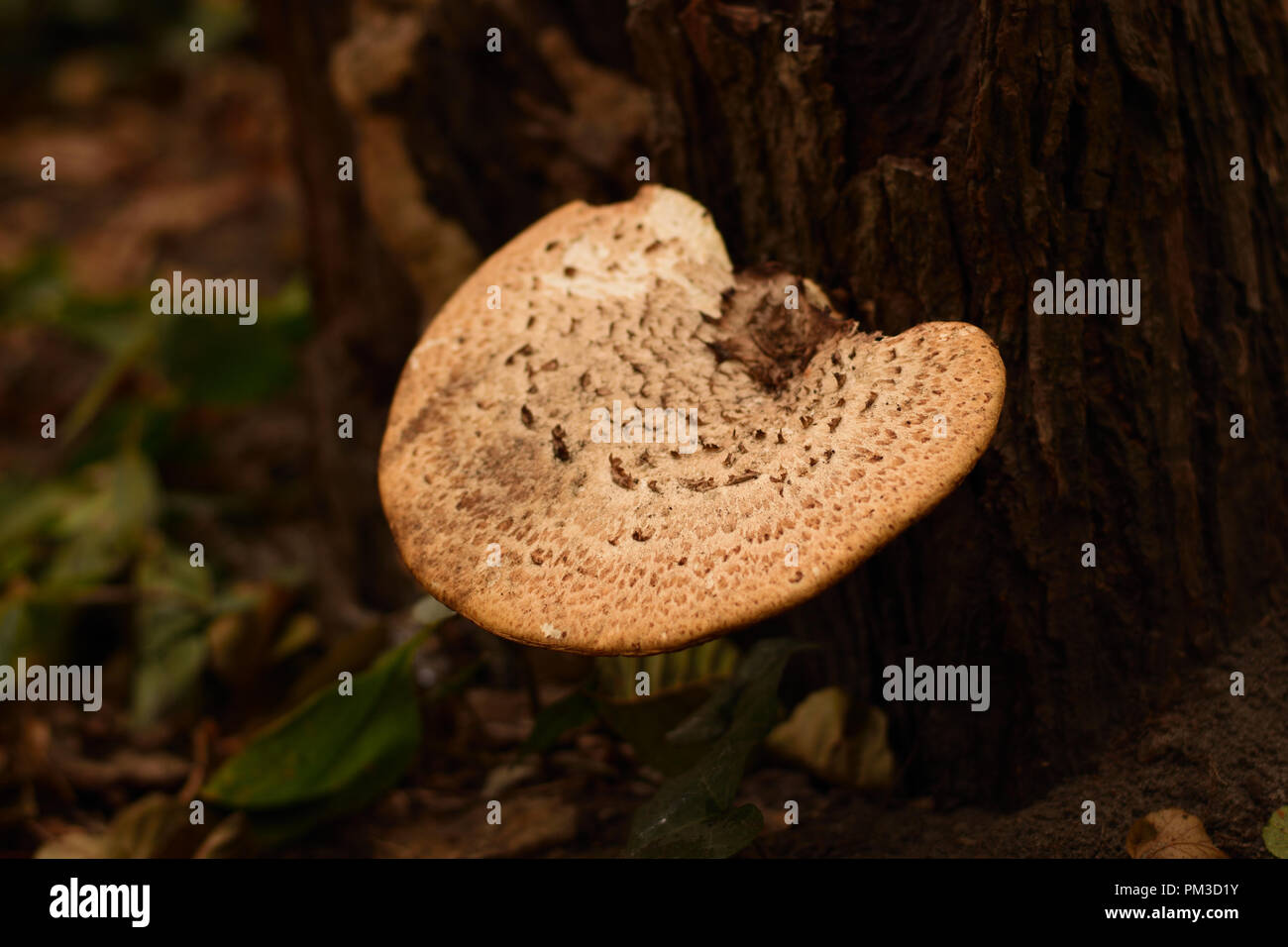 Fungal infestation hi-res stock photography and images - Alamy
