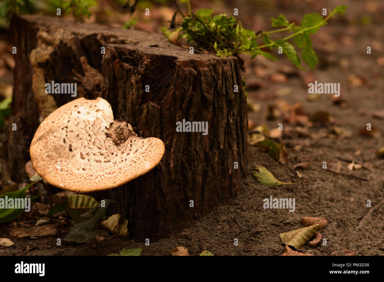 Dead tree with fungal infestation Stock Photo - Alamy