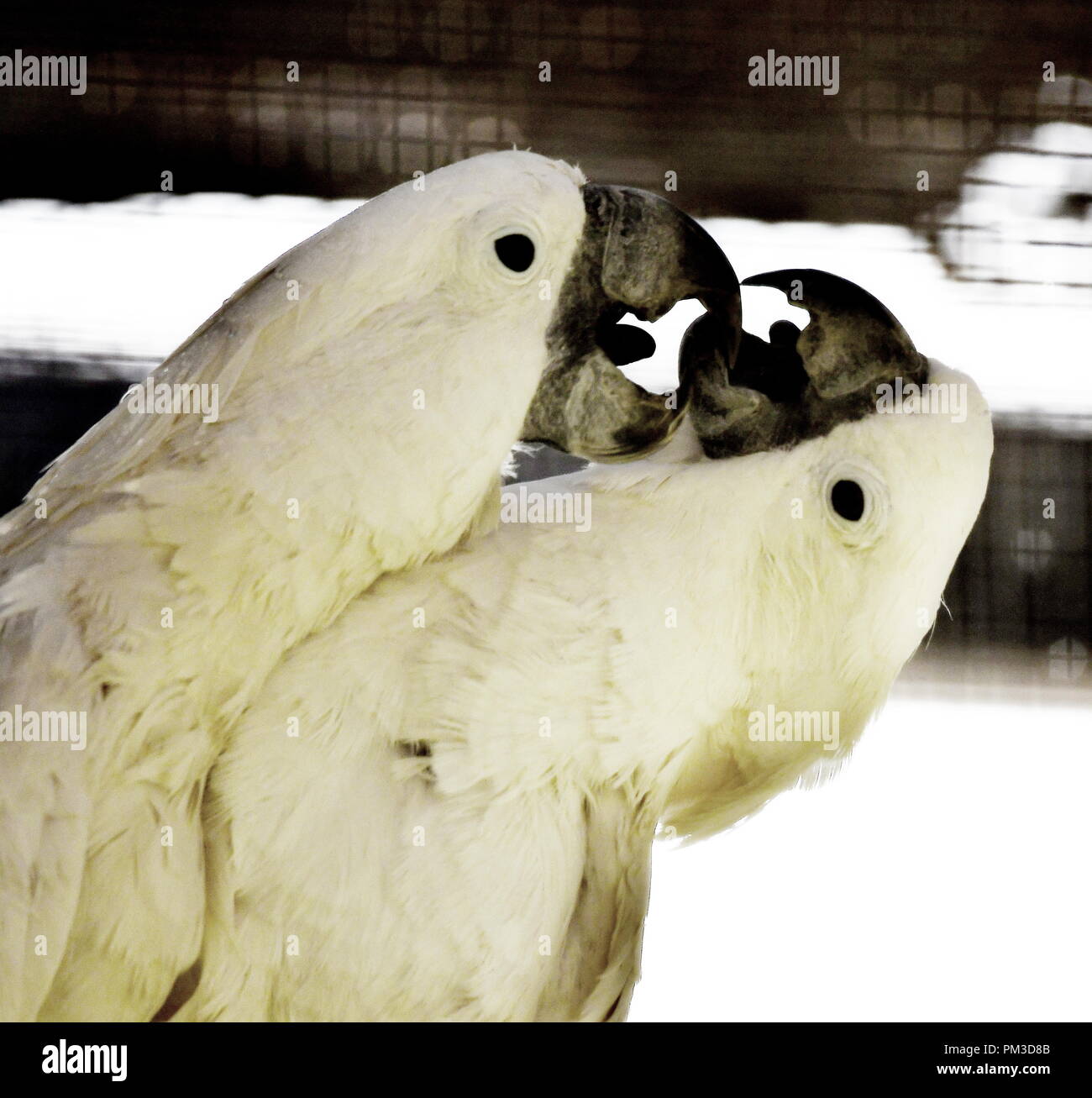 African parrots hi-res stock photography and images - Alamy