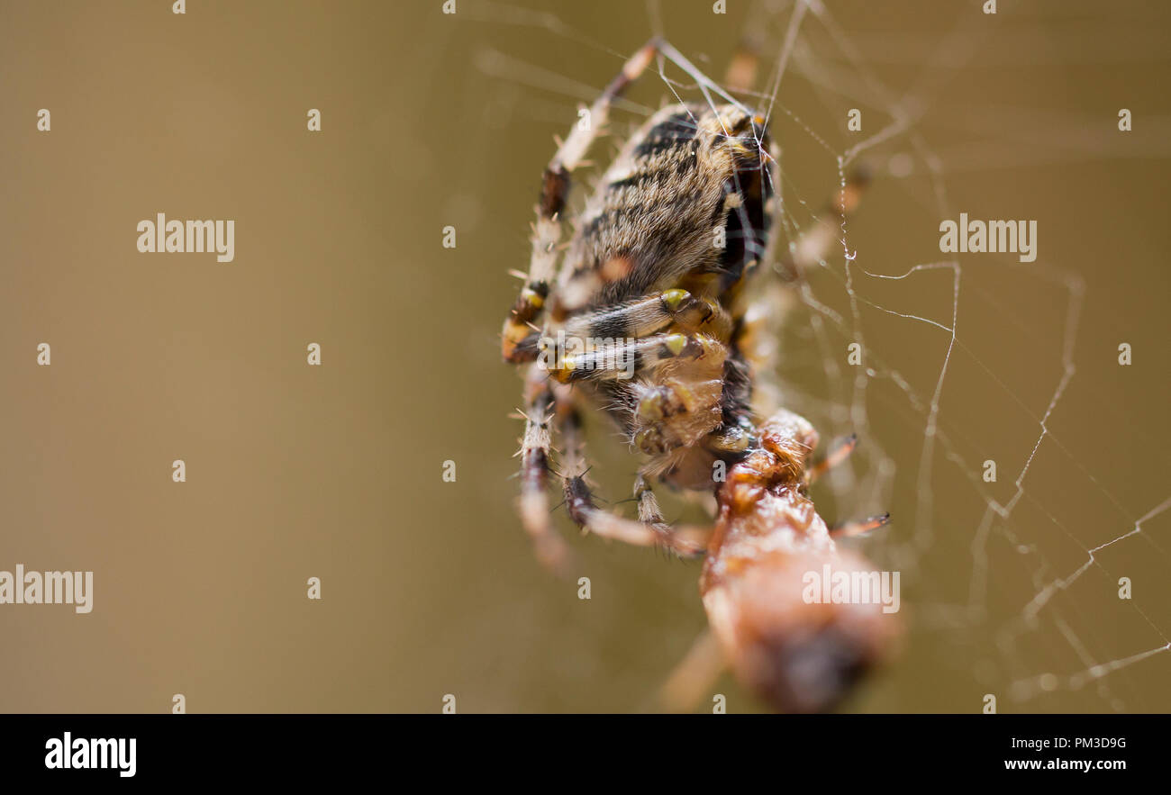 Spider web prey england hi-res stock photography and images - Alamy