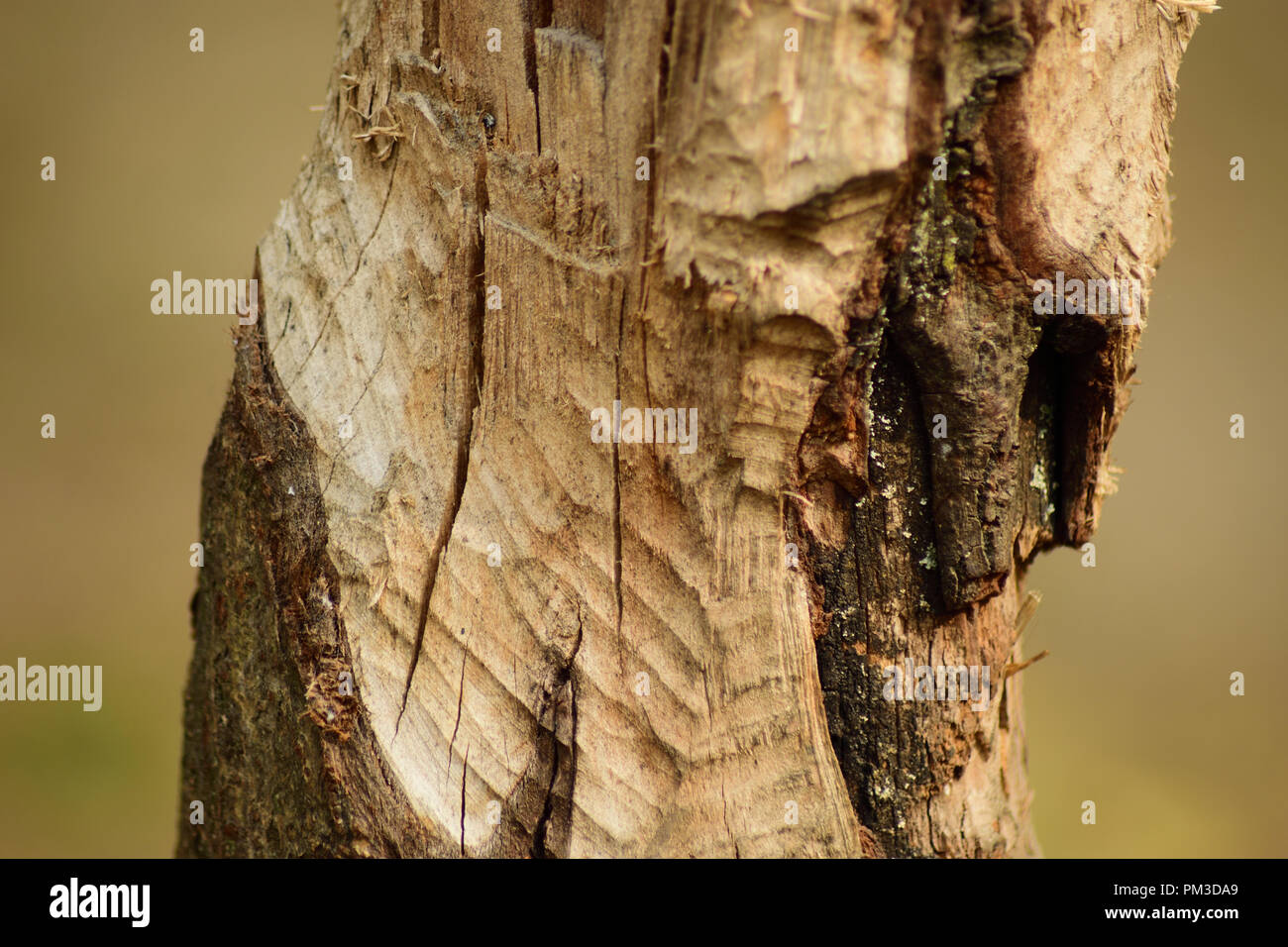 Woman eating tree bark hi-res stock photography and images - Alamy