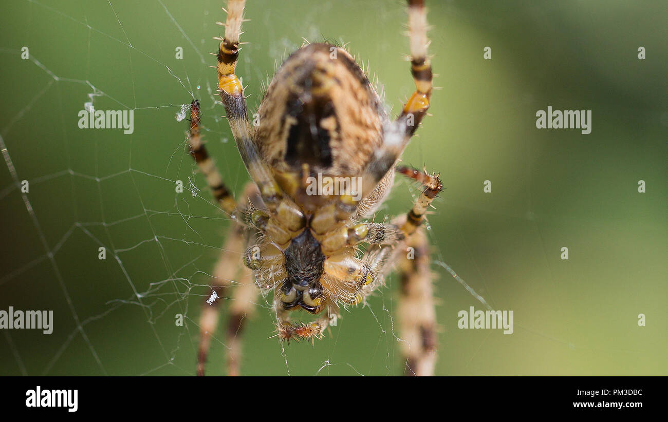 spider in suburban garden in London England Stock Photo - Alamy