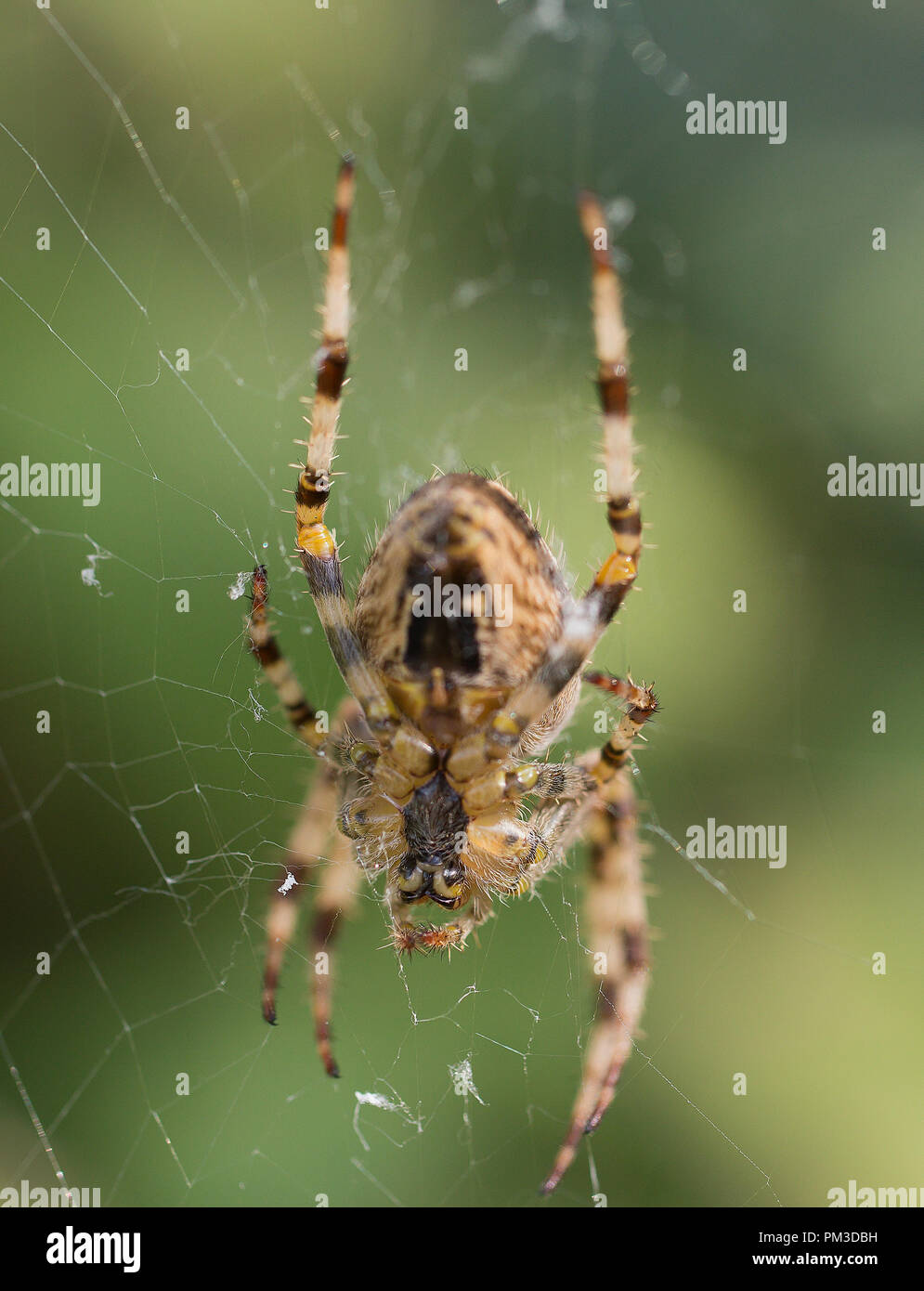 spider in suburban garden in London England Stock Photo - Alamy