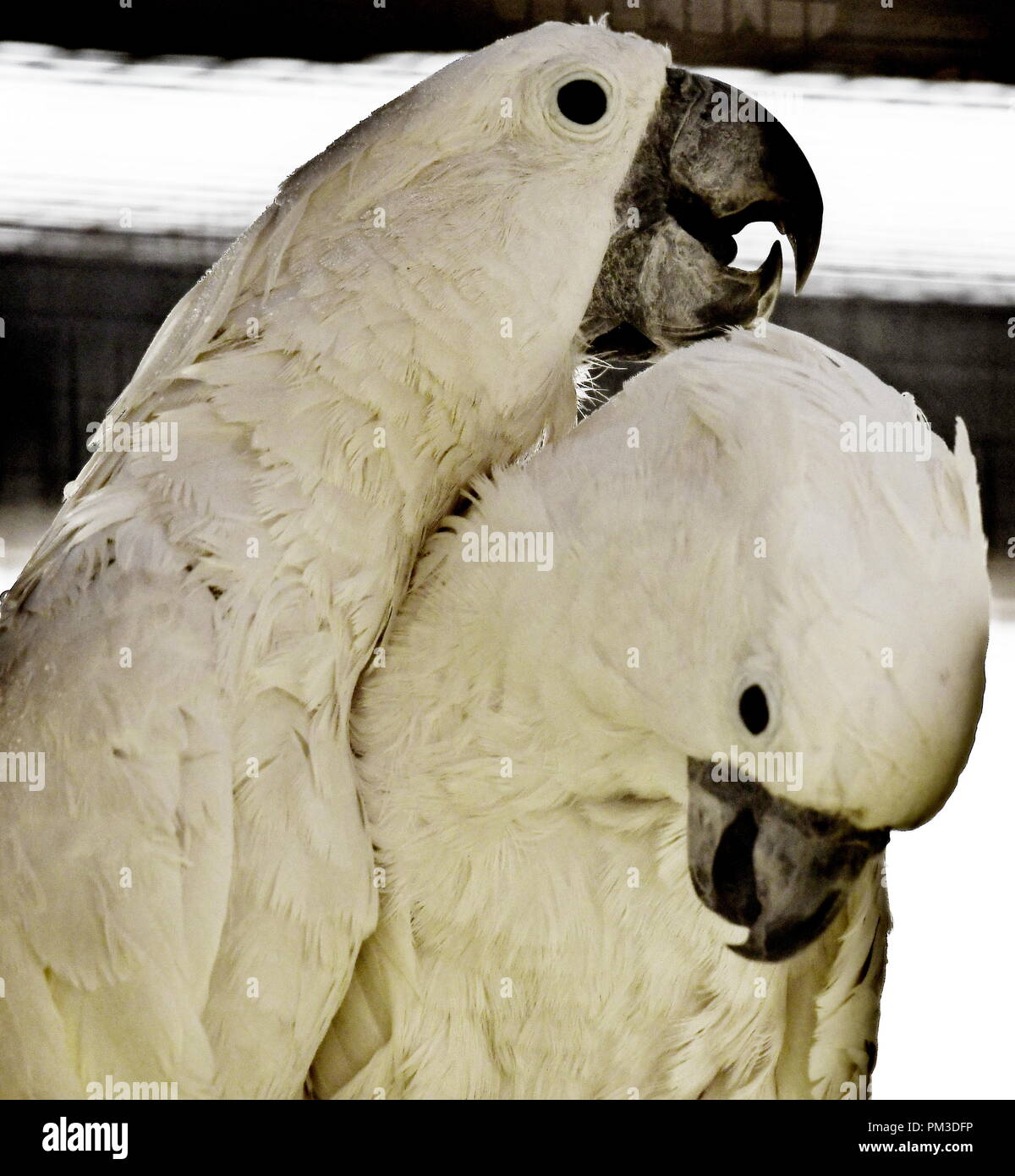 Cockatoo White Parrots Stock Photo - Alamy