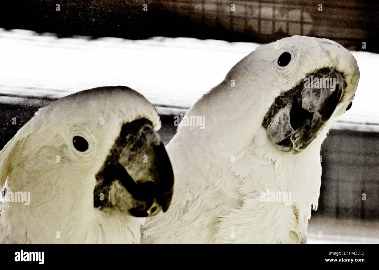 African parrots hi-res stock photography and images - Alamy