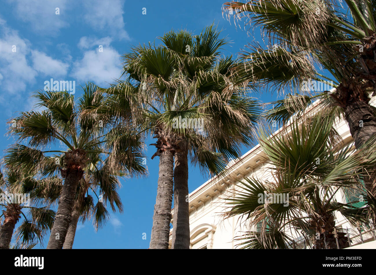Egypt palm trees hi-res stock photography and images - Alamy