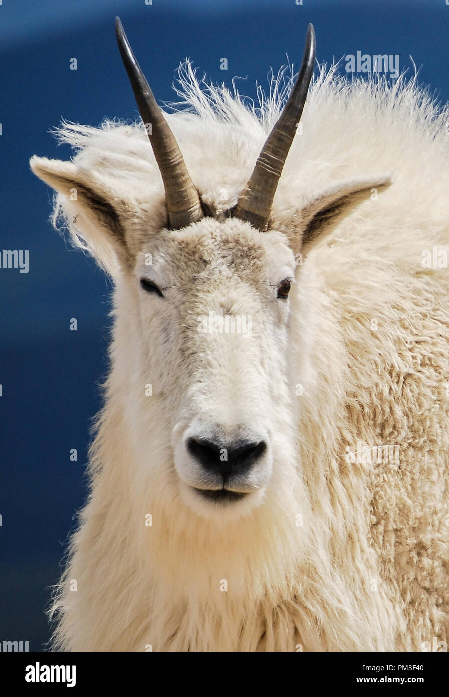 American mountain goat hi-res stock photography and images - Alamy