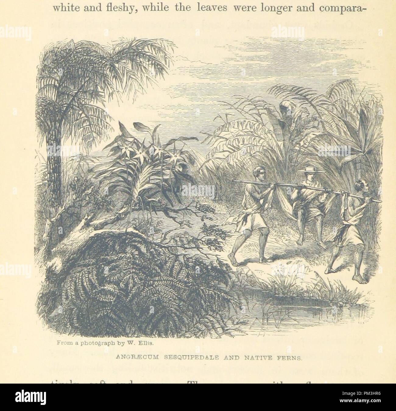 Image from page 224 of 'Three visits to Madagascar during the years 1853-1854-1856 . Illustrated ...