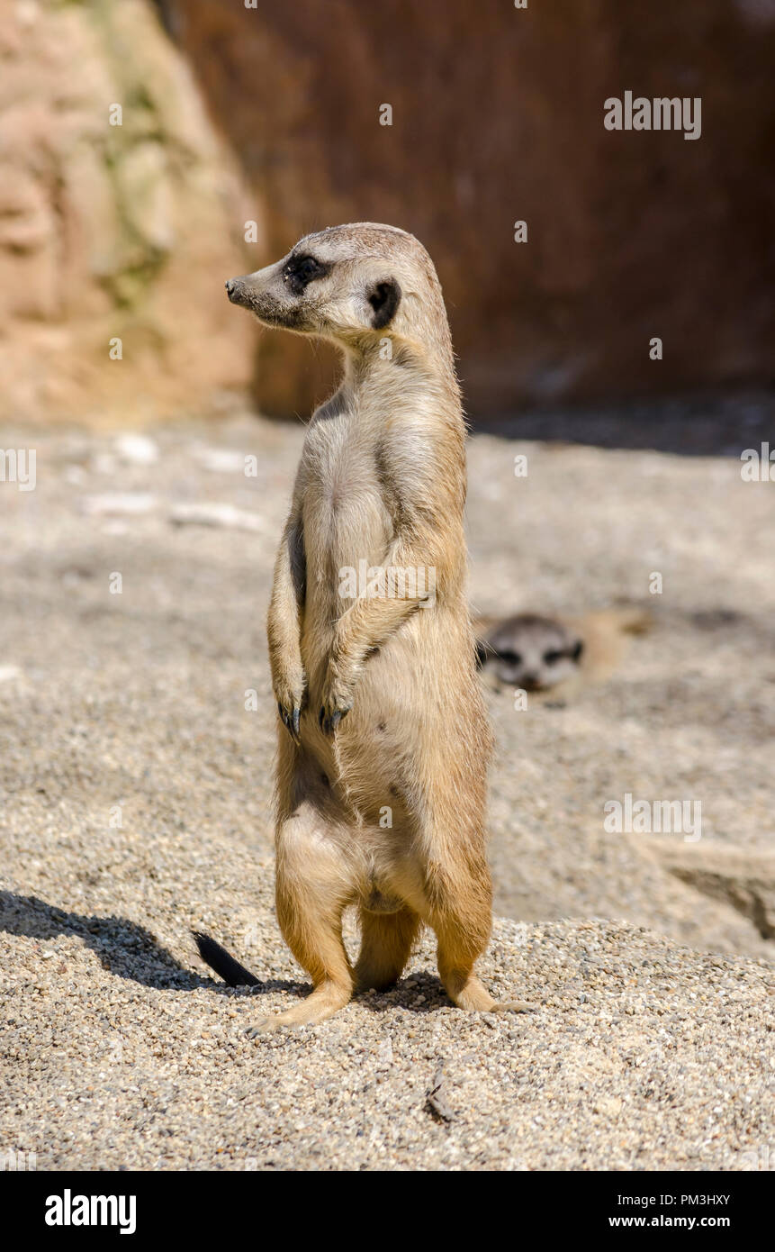 Side view of standing suricate on the lookout Stock Photo - Alamy