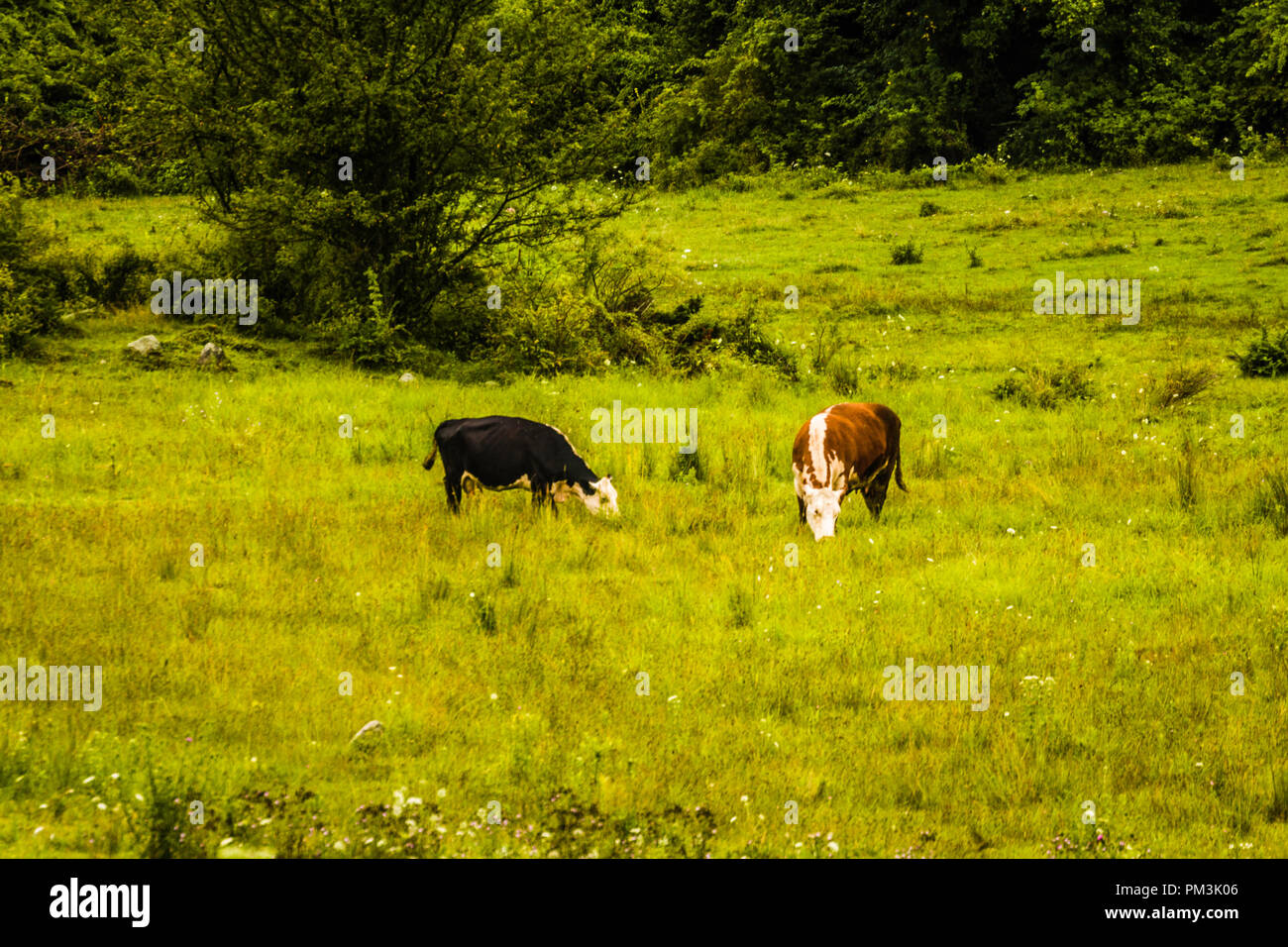 Cattle Farm Goshen, Connecticut, USA Stock Photo - Alamy