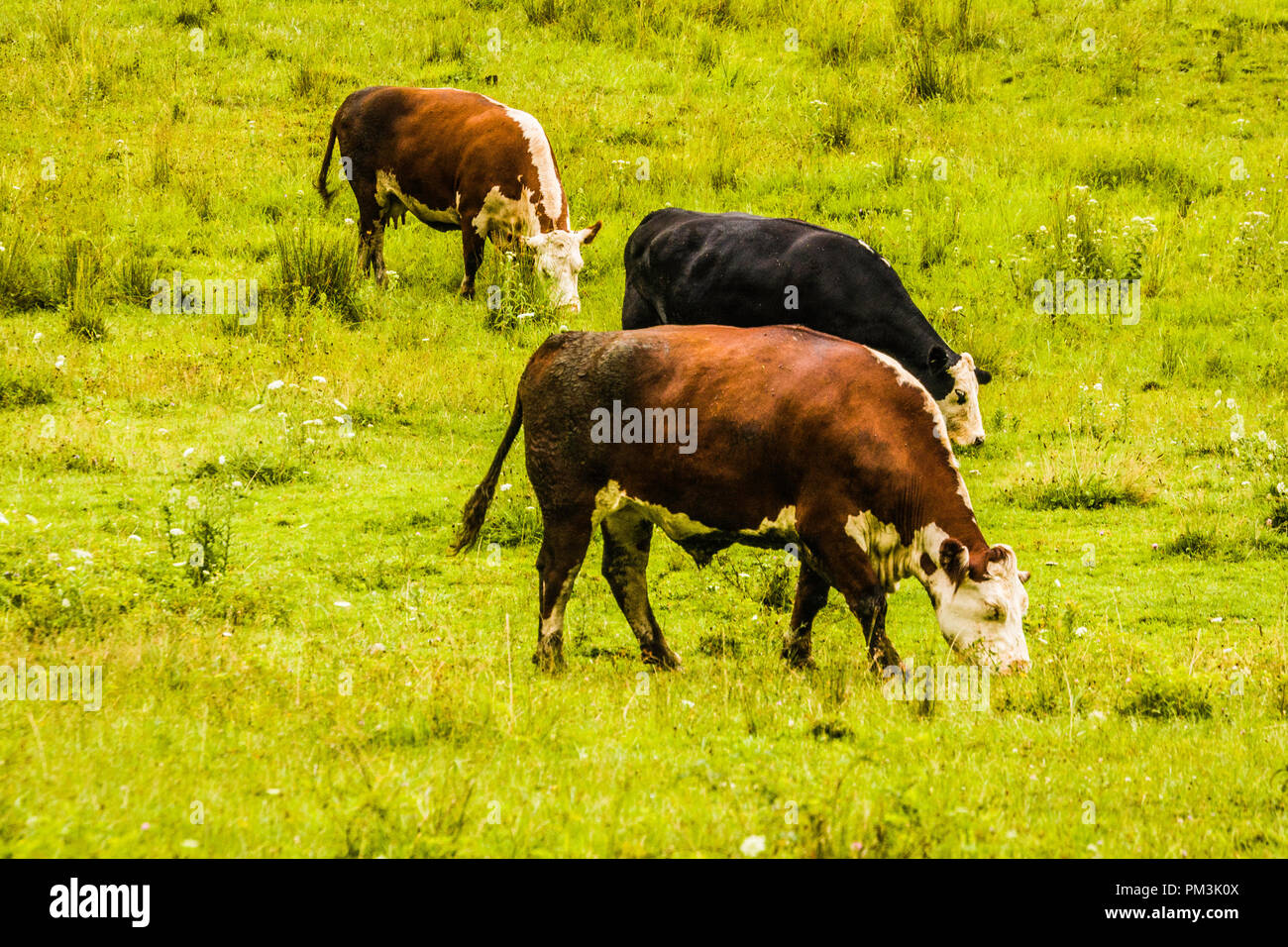 Cattle Farm Goshen, Connecticut, USA Stock Photo - Alamy