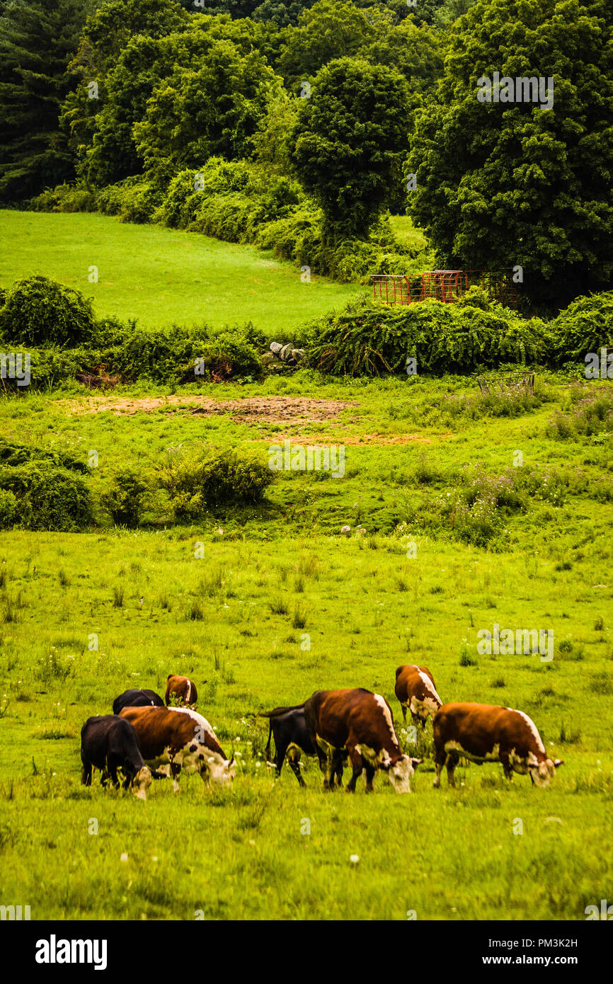 Cattle Farm Goshen, Connecticut, USA Stock Photo - Alamy