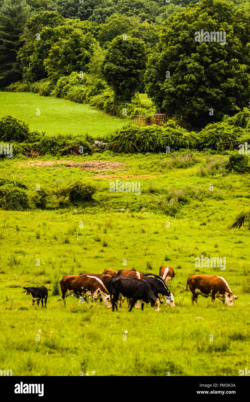 Cattle Farm Goshen, Connecticut, USA Stock Photo - Alamy