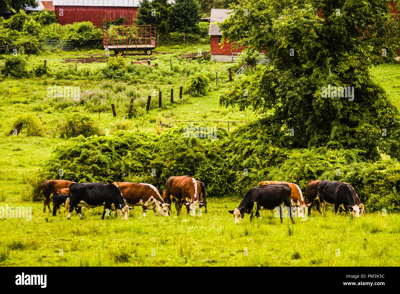 Mohawk state forest connecticut hi-res stock photography and images - Alamy