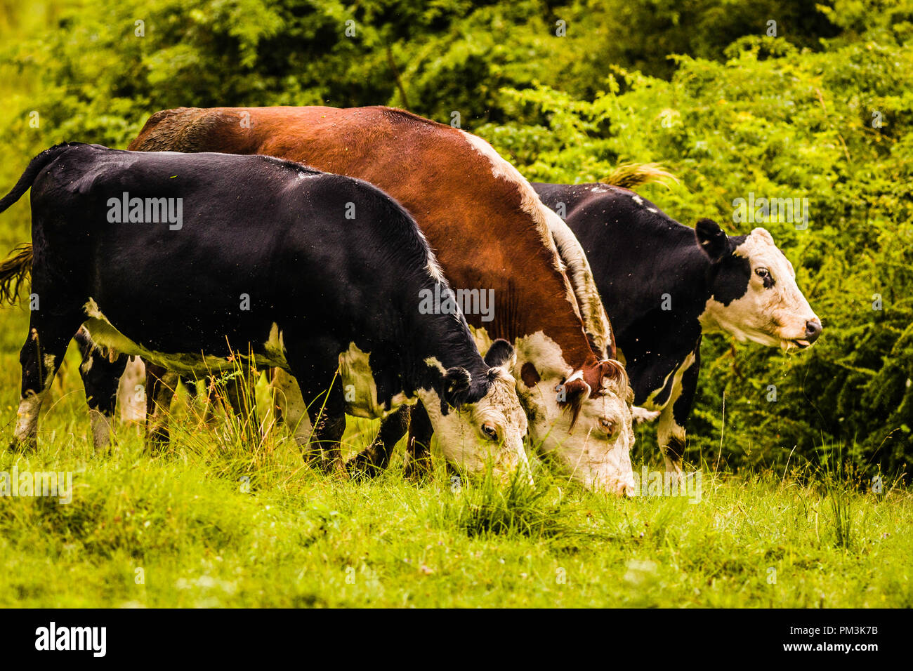 Cattle Farm Goshen, Connecticut, USA Stock Photo - Alamy