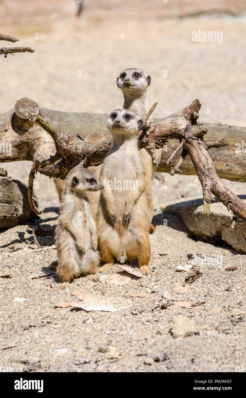 Baby suricate hi-res stock photography and images - Alamy