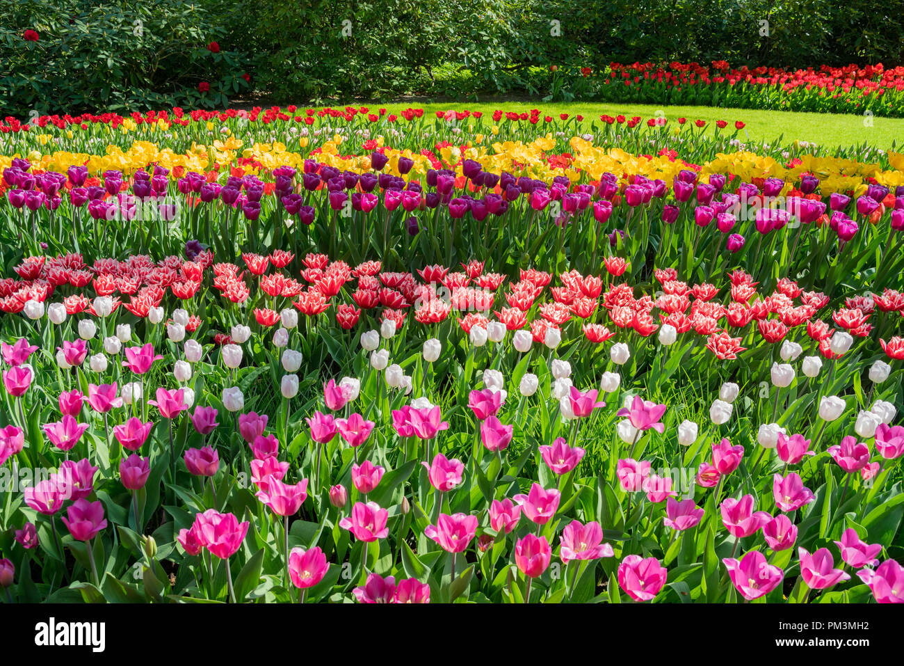 Super colorful tulips blossom in the famous Keukenhof at Netherlands ...