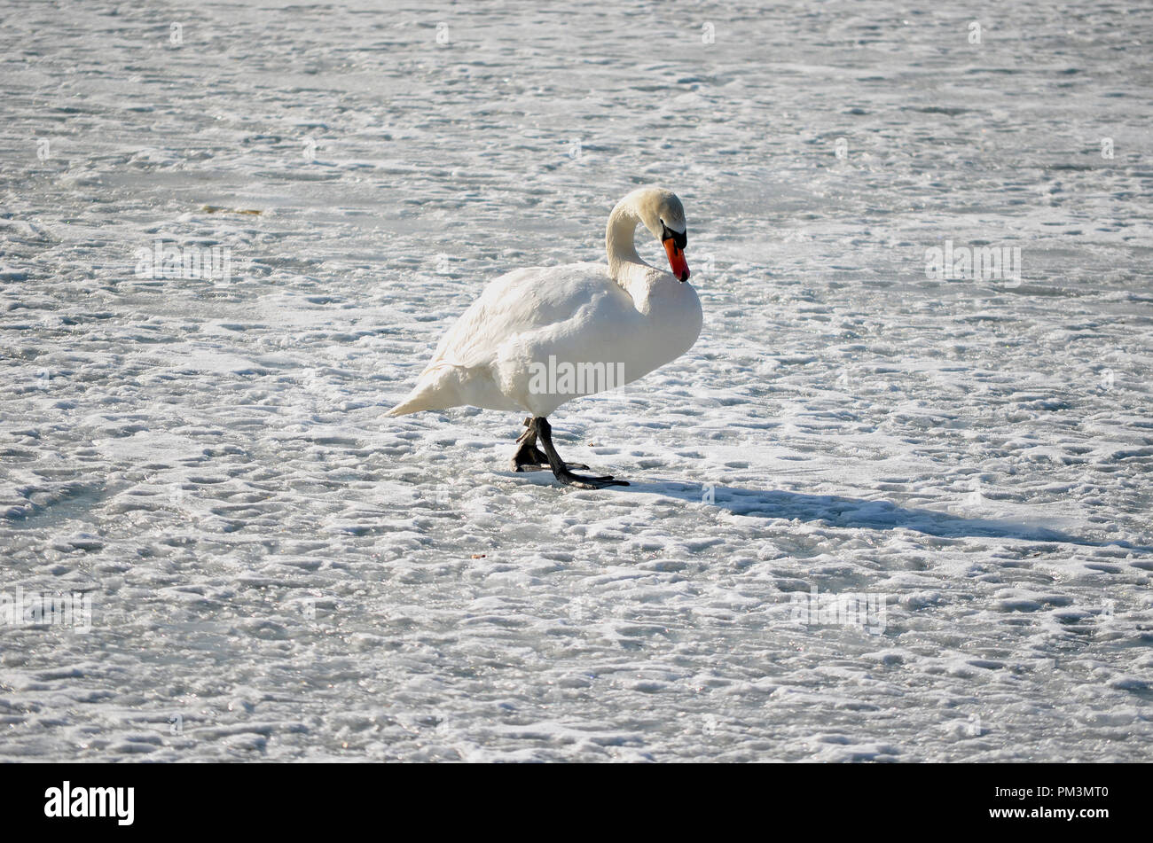 Swan snow walking hi-res stock photography and images - Alamy