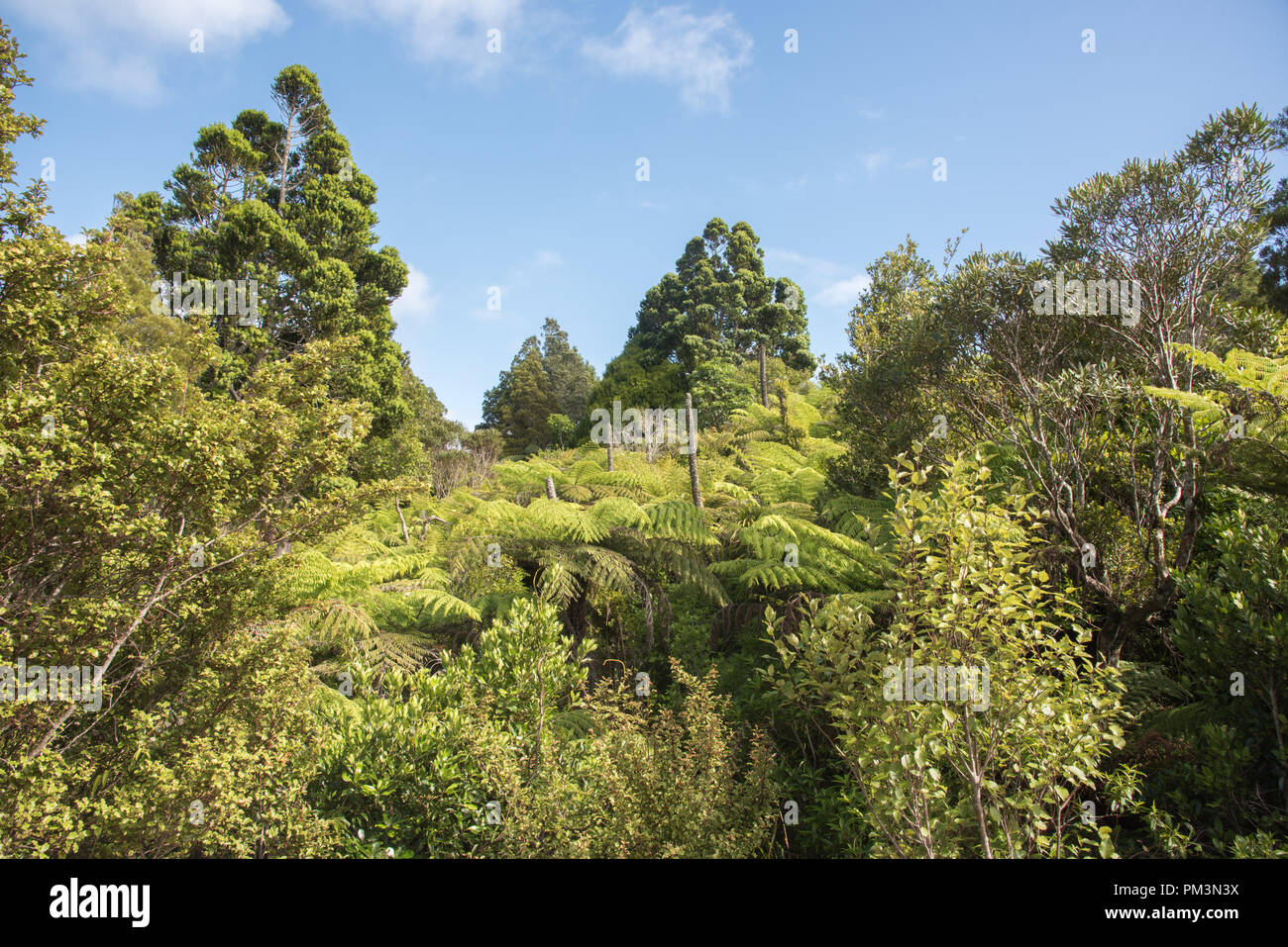 Low angle view of lush forest growth in the Waitakere Ranges in ...