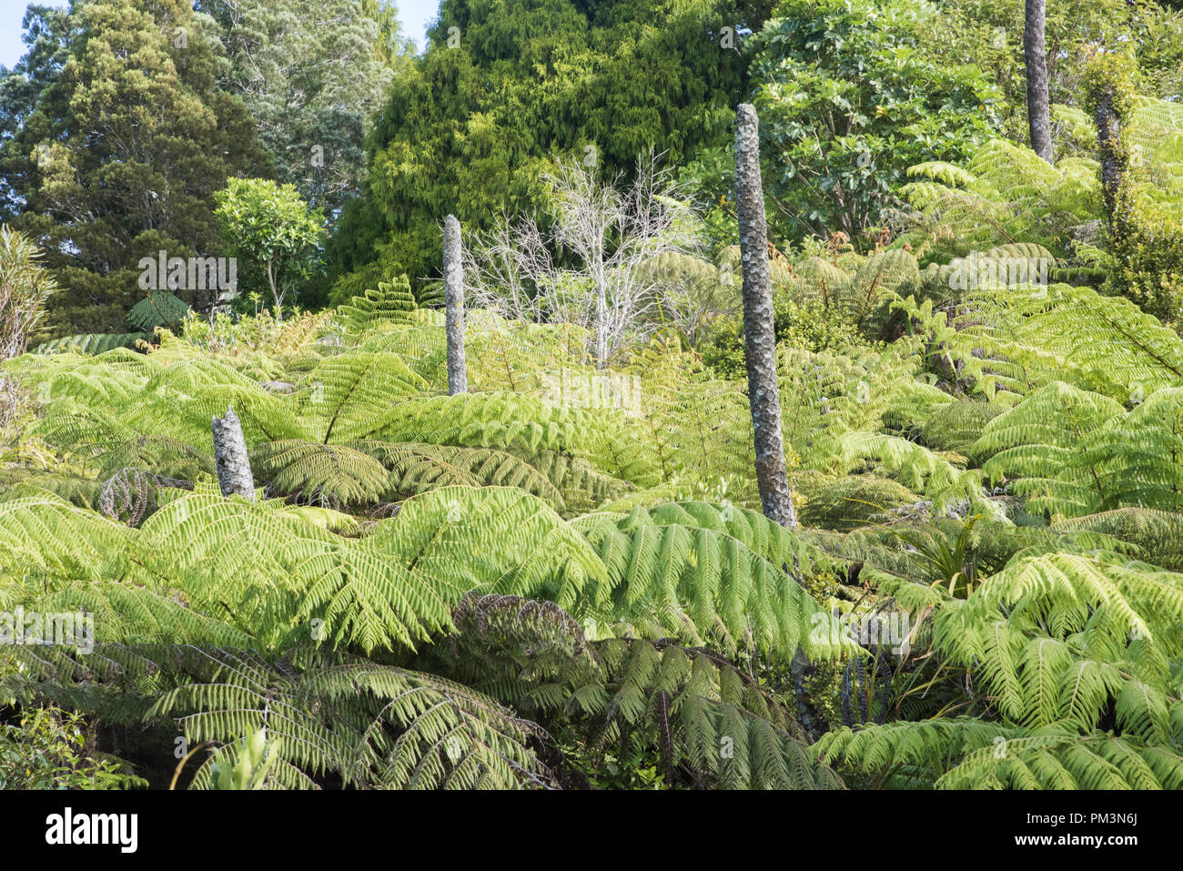Dense fern growth in the Waitakere Ranges in Auckland, New Zealand ...
