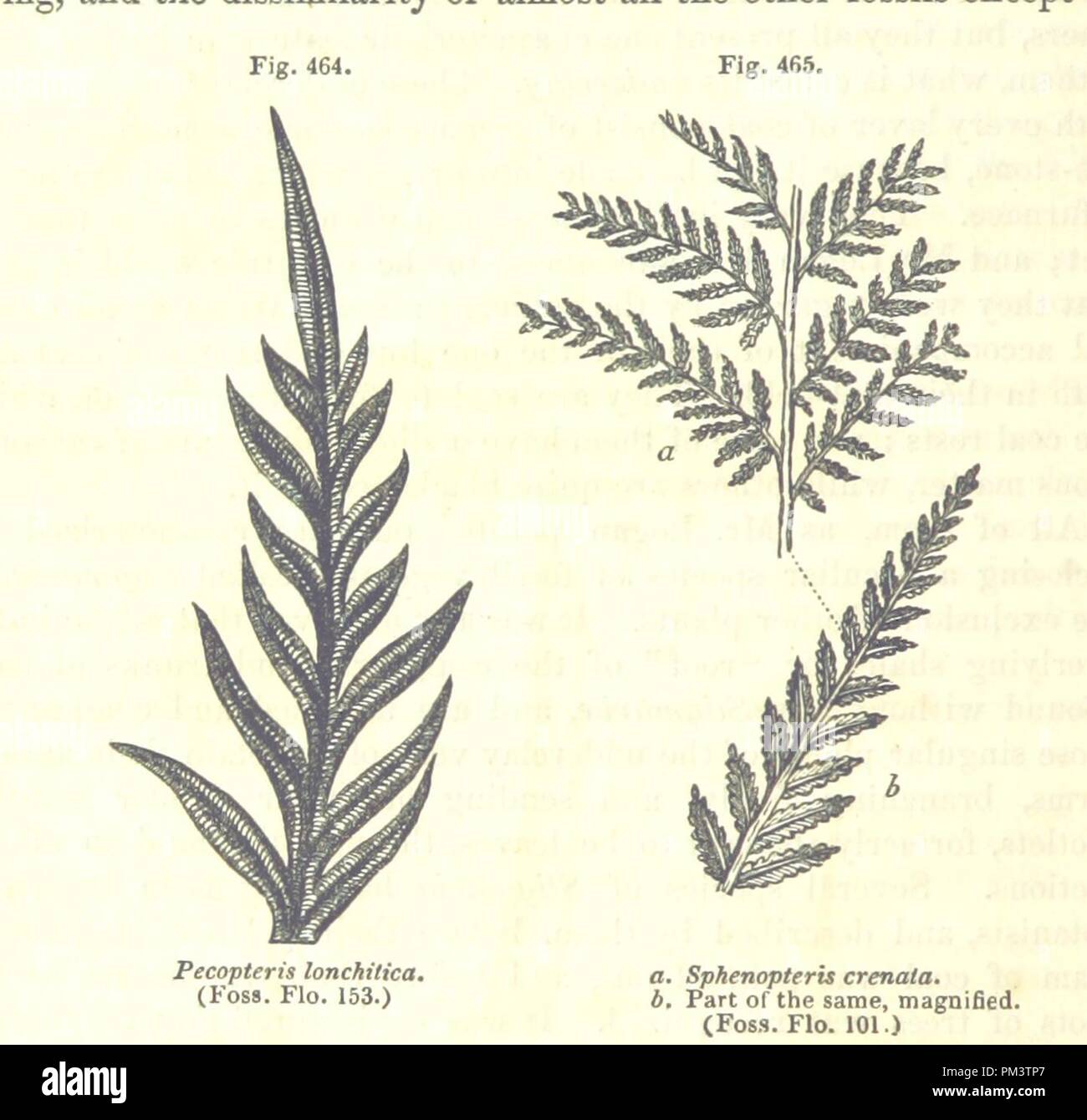Image from page 390 of '[A Manual of Elementary Geology. . Third and ...