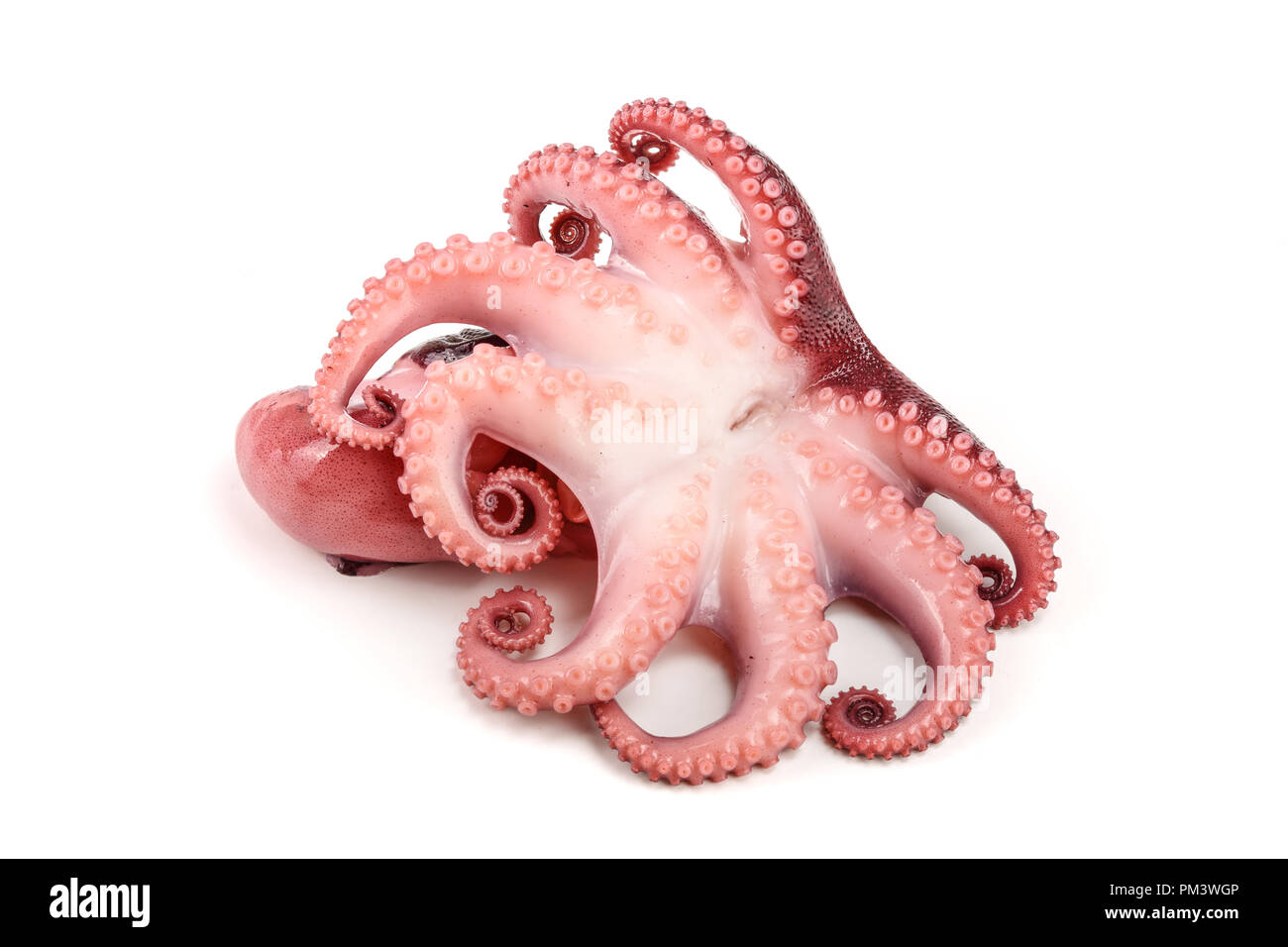 Small octopus isolated on white background. Close up Stock Photo - Alamy