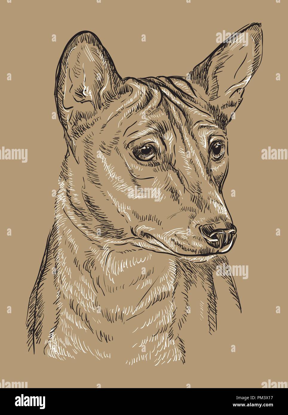 Basenji vector hand drawing black and white illustration isolated on ...