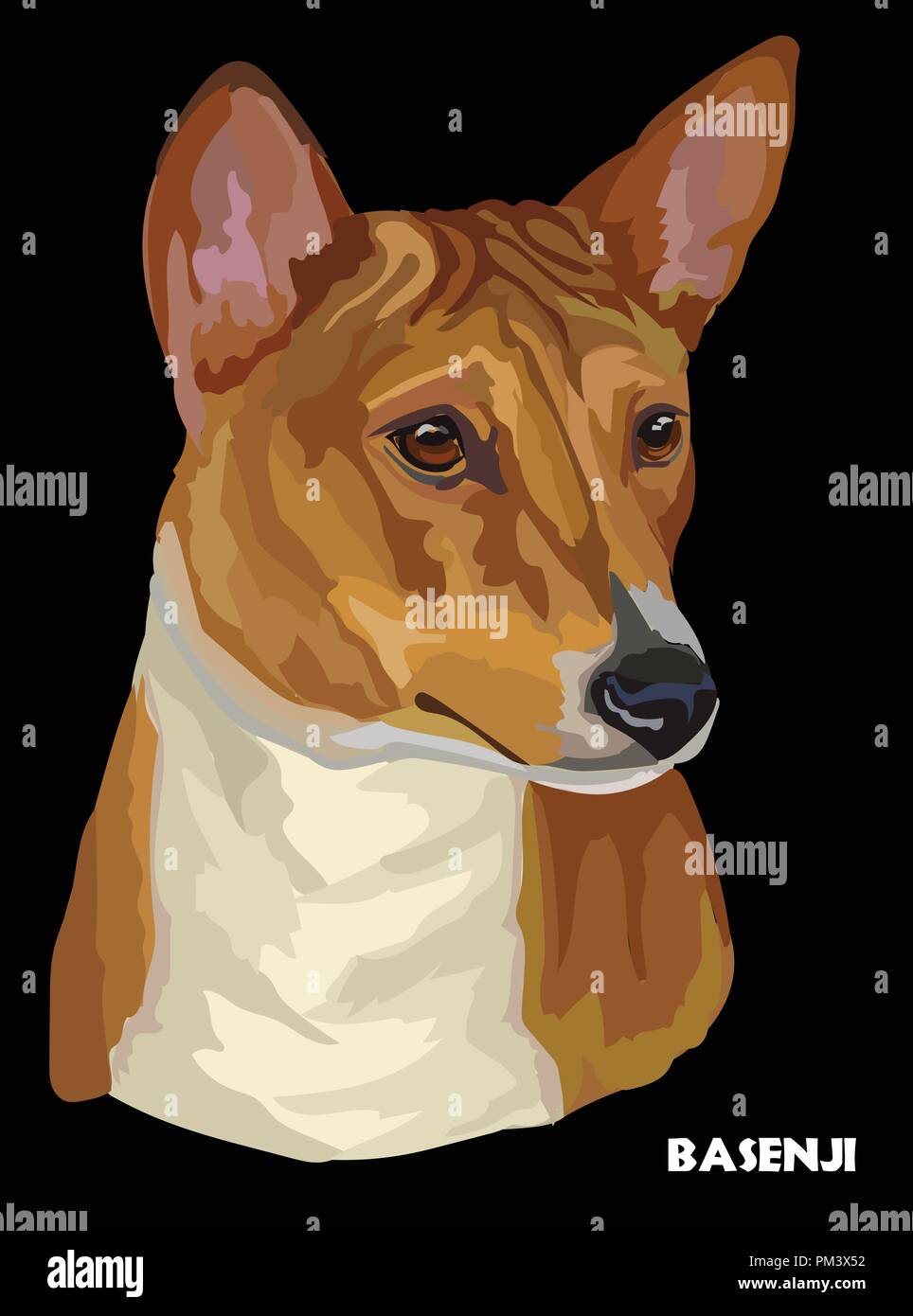 Colored portrait of Basenji isolated vector illustration on black ...