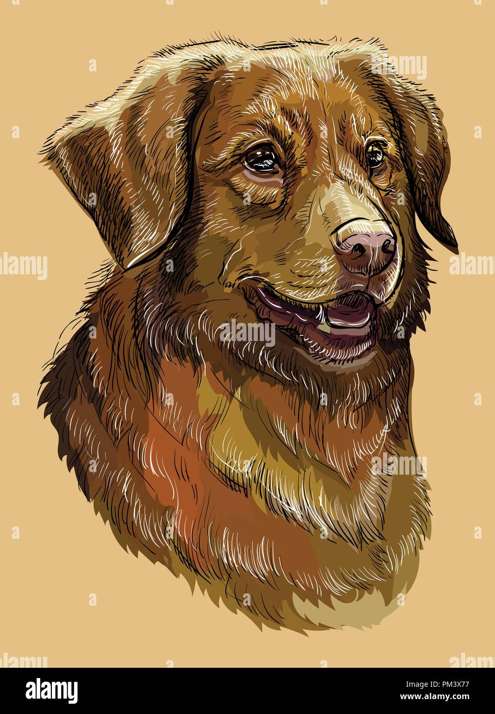 Nova scotia retriever Stock Vector Images - Alamy