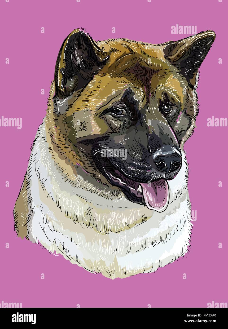 Domestic dog american akita adult Stock Vector Images - Alamy