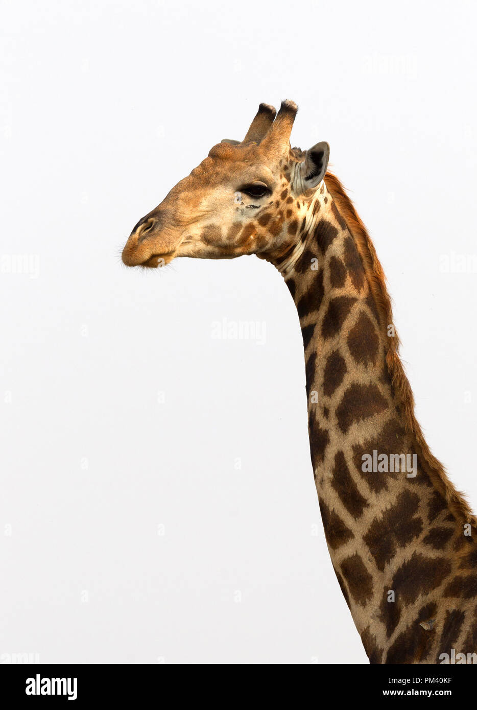 Single adult giraffe (Giraffa camelopardalis) in Namibia Stock Photo ...